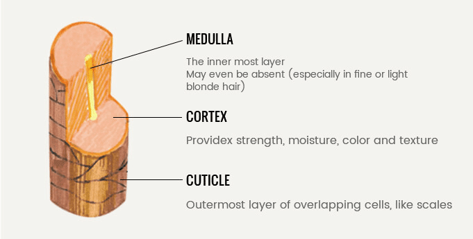 What is Full Cuticle Hair?